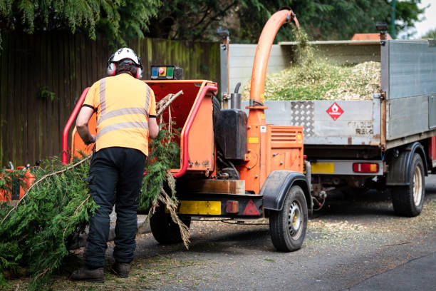 Carlsbad, CA ISA Certified Arborist | Tree Service & Care | Call (833 ...