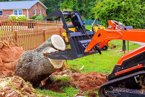 Watchung, NJ ISA Certified Arborist | Tree Service & Care | Call (833 ...