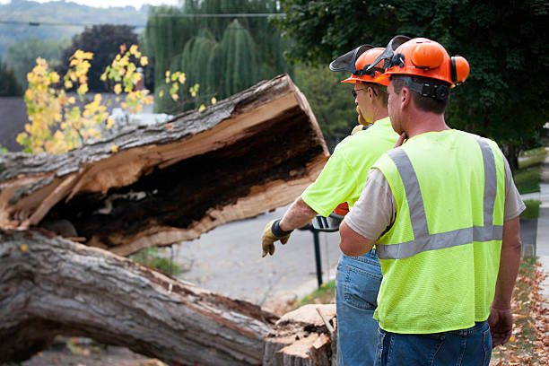 Lexington, SC Tree Removal Cost & Estimates | Call (833) 963-0463