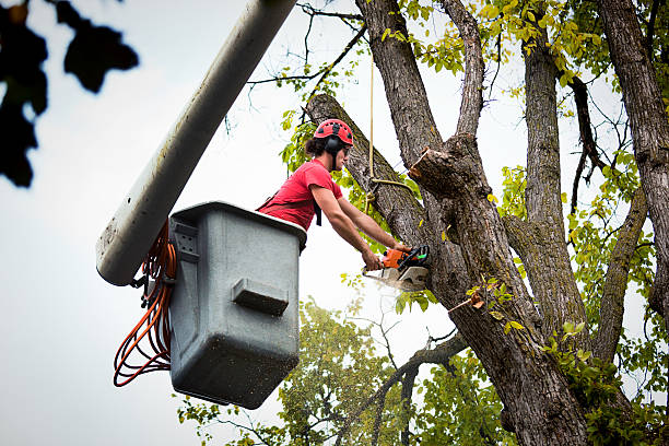 Carlsbad, CA ISA Certified Arborist | Tree Service & Care | Call (833 ...