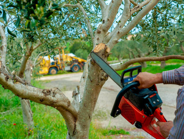 Watchung, NJ ISA Certified Arborist | Tree Service & Care | Call (833 ...