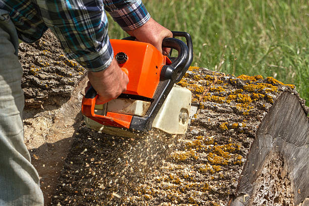 Lexington, SC Tree Removal Cost & Estimates | Call (833) 963-0463